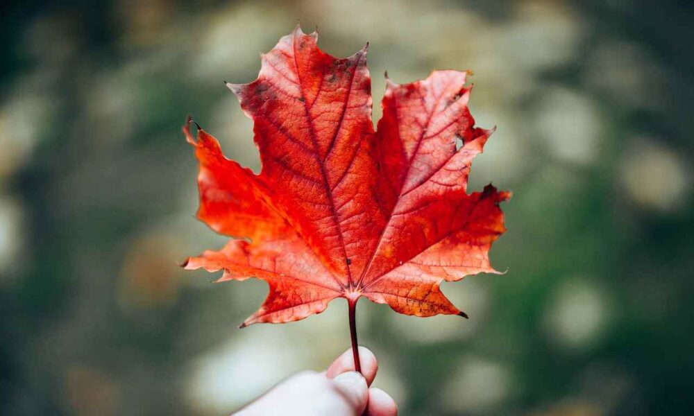 Complete Guide To Canada's Express Entry Provincial Nominee Program (PNP)