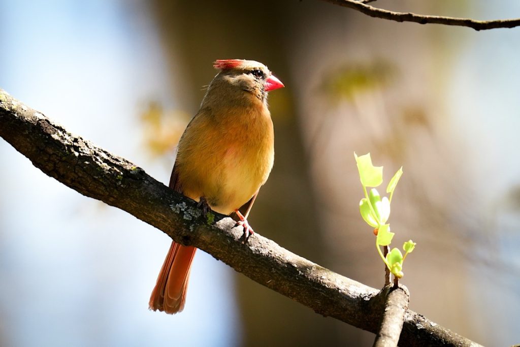 Get Free Cardinal Bird Pictures For Your Projects!