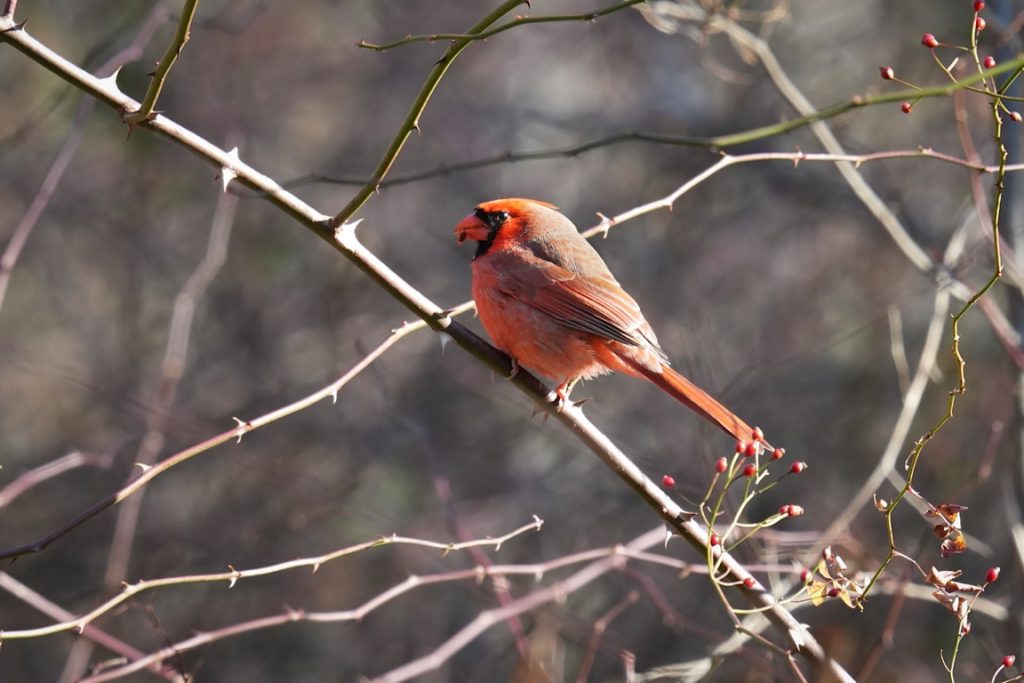 Get Free Cardinal Bird Pictures For Your Projects!