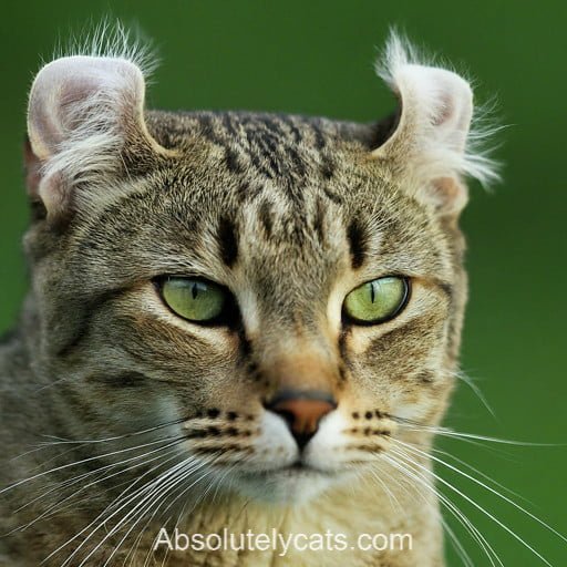 Tabby Cats: A Guide to Their Origins, Characteristics, and Care ...
