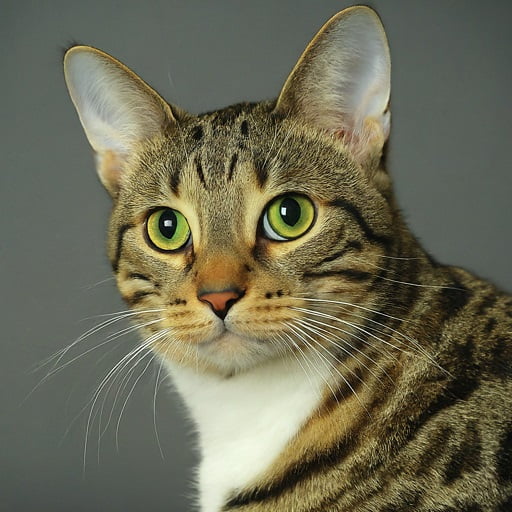 Tabby Cats: A Guide to Their Origins, Characteristics, and Care ...