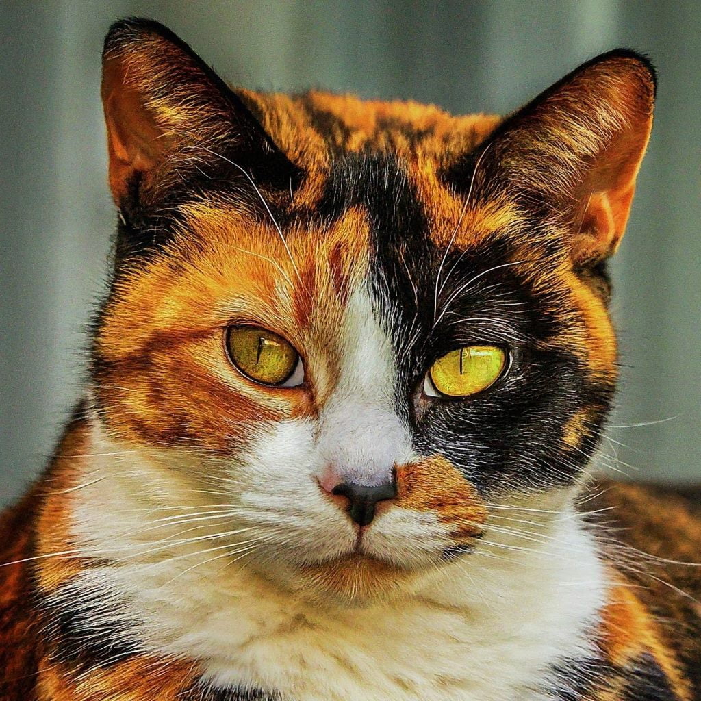 Calico Cats: A Unique and 3 Color Feline Breed - Absolutely Cats