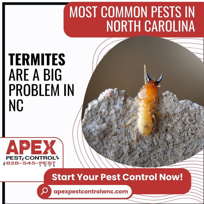 Most Common Pests in North Carolina
