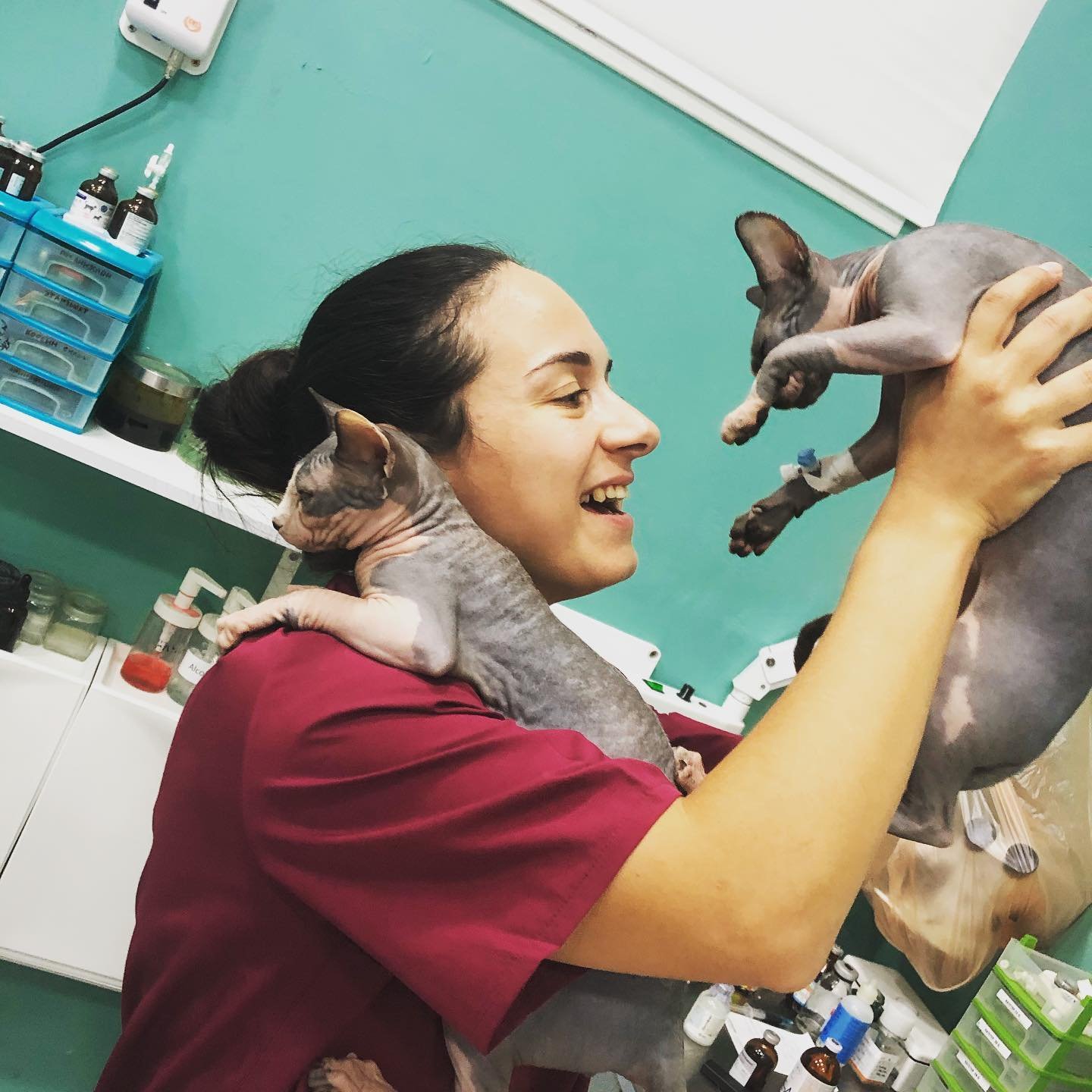 מחלות כלבים: 10 עובדות שחשוב לדעת על דלקת | מרפאת וטרינרי בטהובן