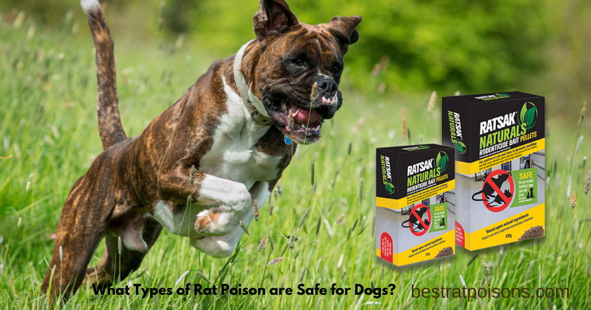 Dog-friendly Rat Poison: How To Choose The Right One - Best Rat Poisons