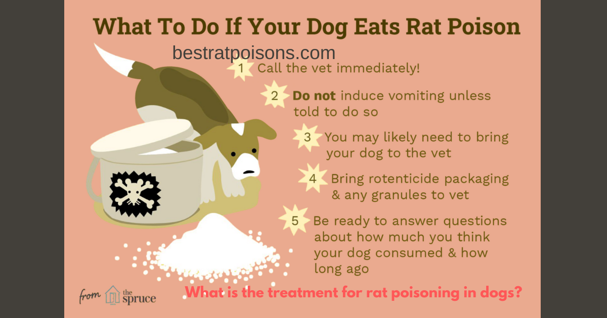 Dog-friendly Rat Poison: How To Choose The Right One - Best Rat Poisons