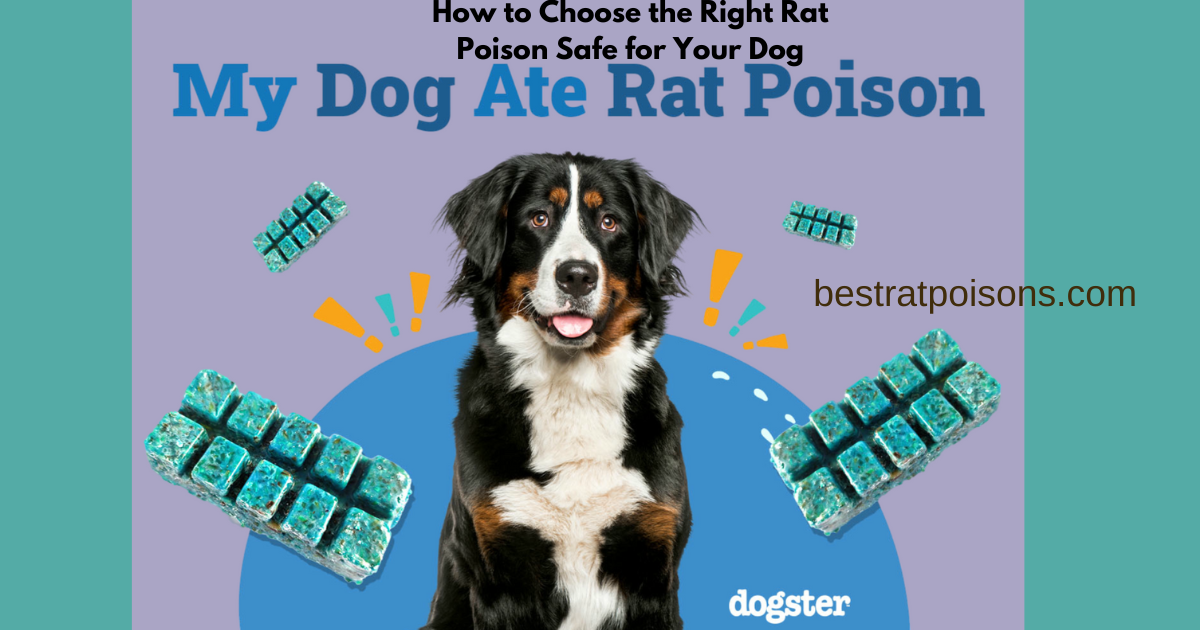 Dog-friendly Rat Poison: How To Choose The Right One - Best Rat Poisons