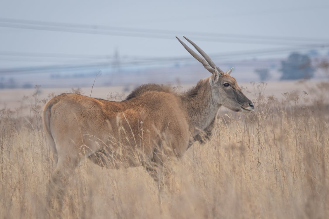 Big Game Shooting in Africa: Traditions & Techniques