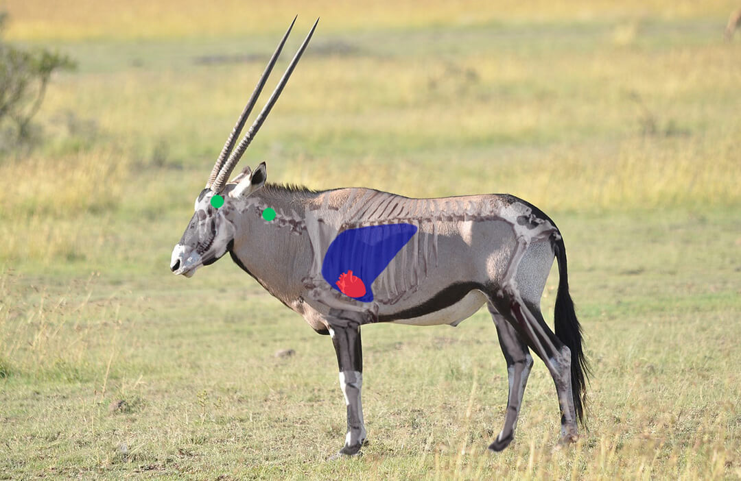 Hunting The Fringe-Eared Oryx | Game Hunting Safaris