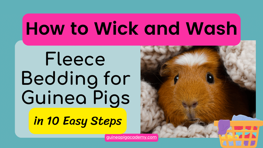 8 Simple Steps to Creating the Perfect Cage for Guinea Pigs - Guinea ...