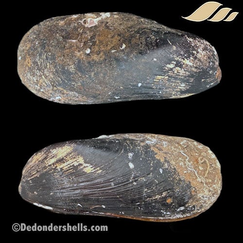 Shop - De Donder Shells