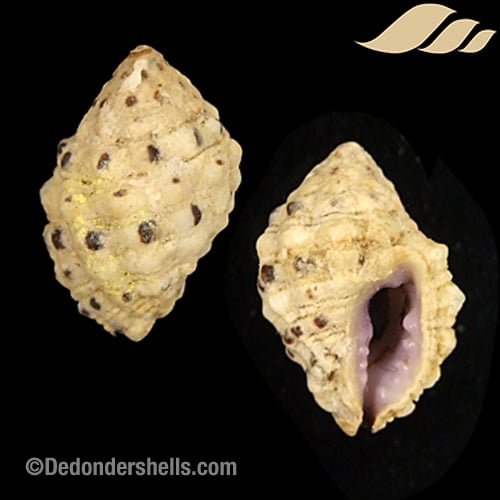 Muricidae Archives - Page 2 of 7 - De Donder Shells