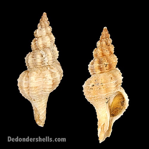 Fasciolariidae Archives - Page 2 of 2 - De Donder Shells