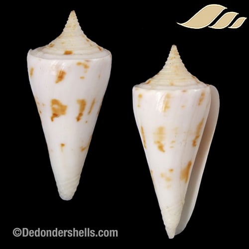 Shop - De Donder Shells
