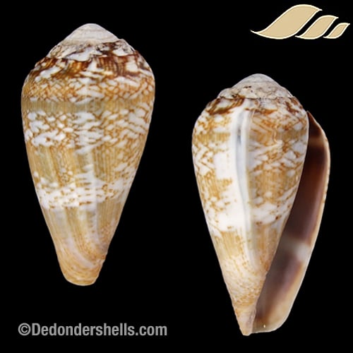Shop - De Donder Shells