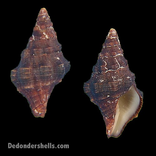 Fasciolariidae Archives - Page 2 of 2 - De Donder Shells