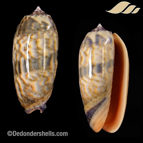 Shop - Page 2 of 109 - De Donder Shells