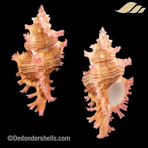 Muricidae Archives - Page 3 of 9 - De Donder Shells