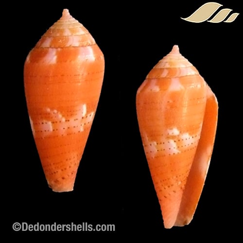 Shop - De Donder Shells