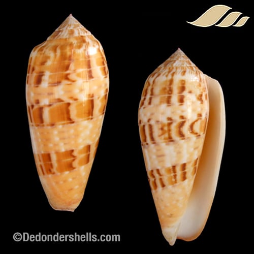 Shop - De Donder Shells