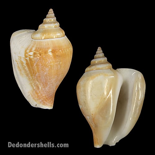 Strombidae Archives - Page 2 of 2 - De Donder Shells