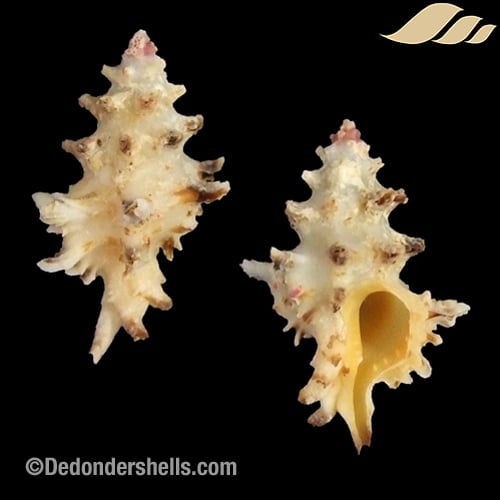 Muricidae Archives - Page 2 of 7 - De Donder Shells