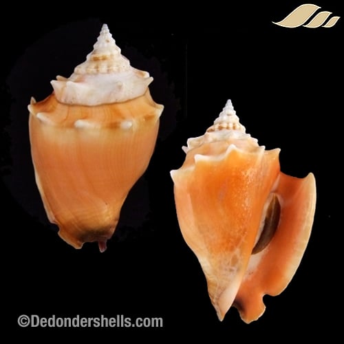 Strombidae Archives - De Donder Shells