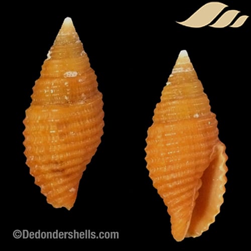 Mitridae Archives - De Donder Shells