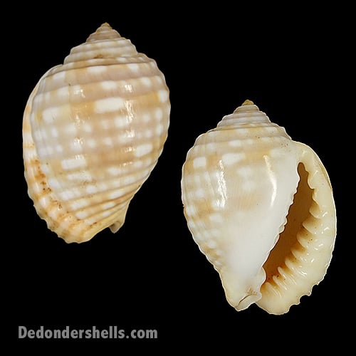 Tonnidae Archives - De Donder Shells