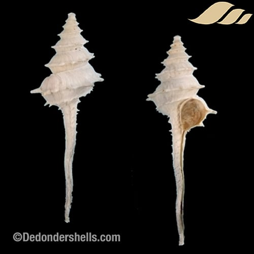 Columbariidae Archives - De Donder Shells