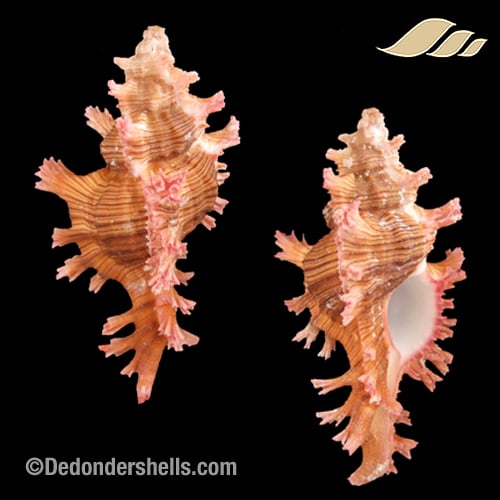 Muricidae Archives - Page 3 of 9 - De Donder Shells