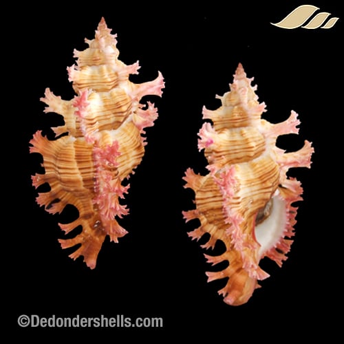 Muricidae Archives - Page 3 of 9 - De Donder Shells