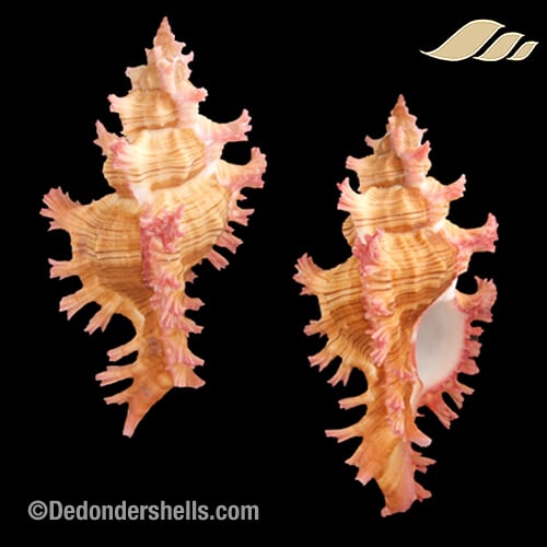 Muricidae Archives - Page 3 of 9 - De Donder Shells