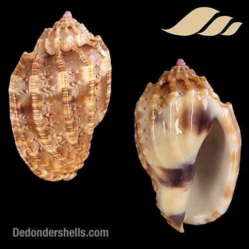 Shop - De Donder Shells