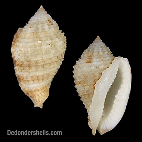 Morum grande 3 - De Donder Shells