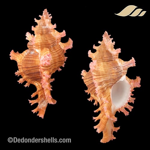 Muricidae Archives - Page 3 of 9 - De Donder Shells