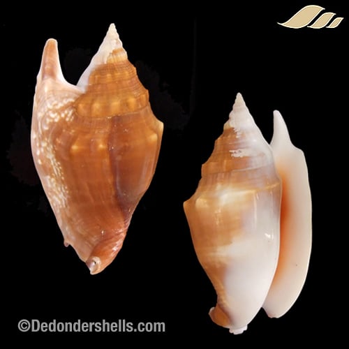 Strombidae Archives - De Donder Shells