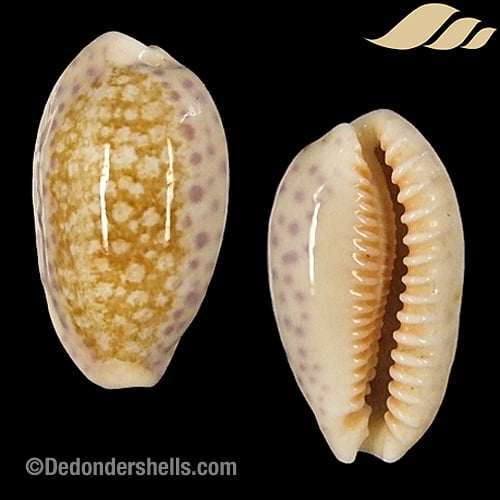 Shop - De Donder Shells