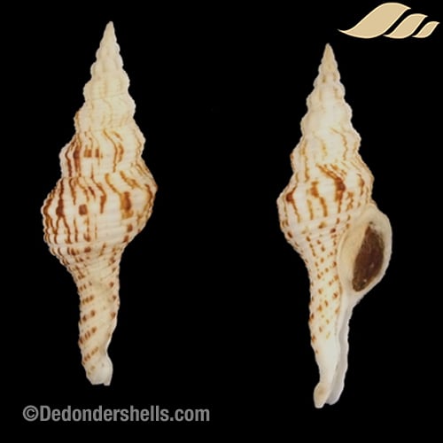 Fasciolariidae Archives - De Donder Shells