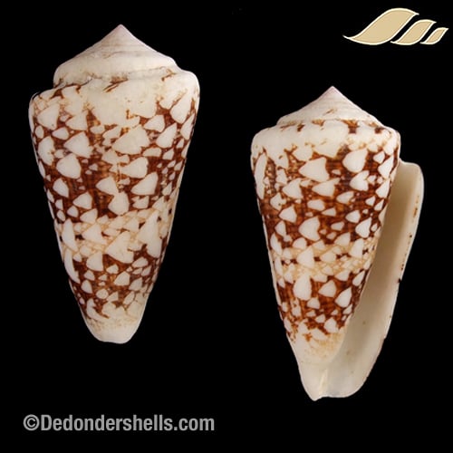 Conus ammiralis 5 - De Donder Shells