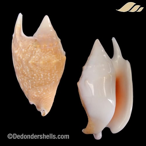 Strombidae Archives - De Donder Shells
