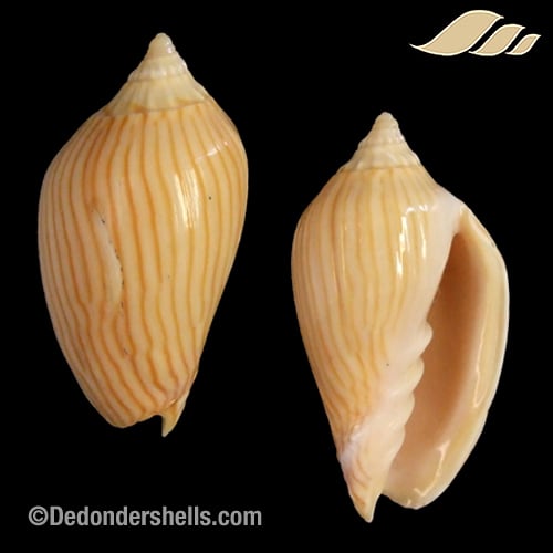 Shop - De Donder Shells