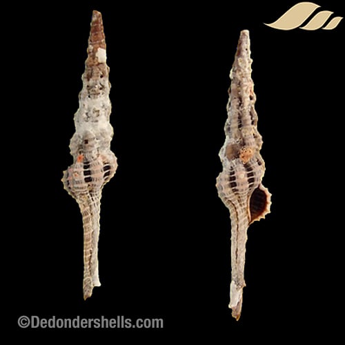 Fasciolariidae Archives - De Donder Shells