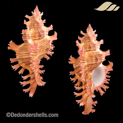 Muricidae Archives - Page 3 of 9 - De Donder Shells