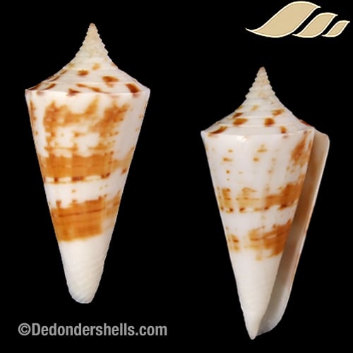 Shop - De Donder Shells