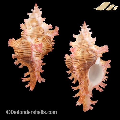 Muricidae Archives - Page 3 of 9 - De Donder Shells