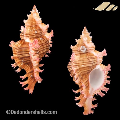 Muricidae Archives - Page 3 of 9 - De Donder Shells