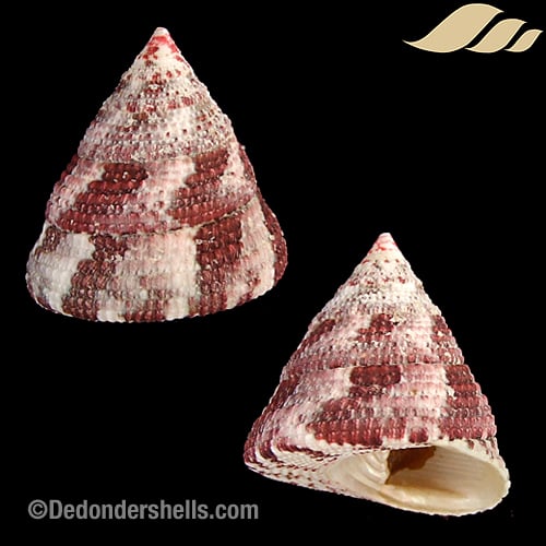 Trochidae Archives - De Donder Shells