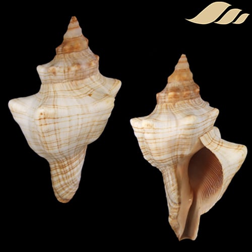 Fasciolariidae Archives - De Donder Shells