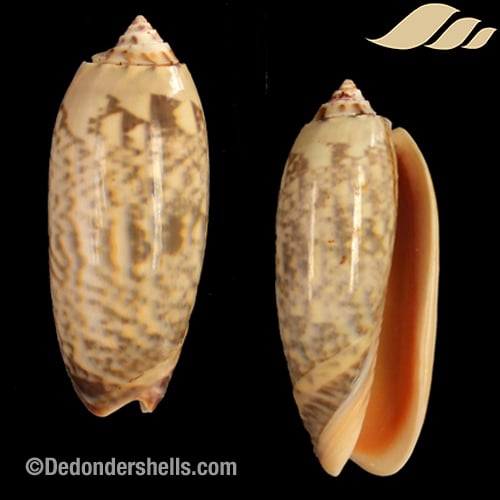 Olividae - Ancilariidae Archives - Page 2 of 3 - De Donder Shells